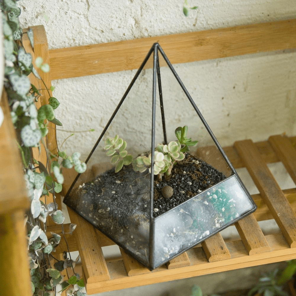 Glass Pyramid Plant Terrarium – Viho Shop